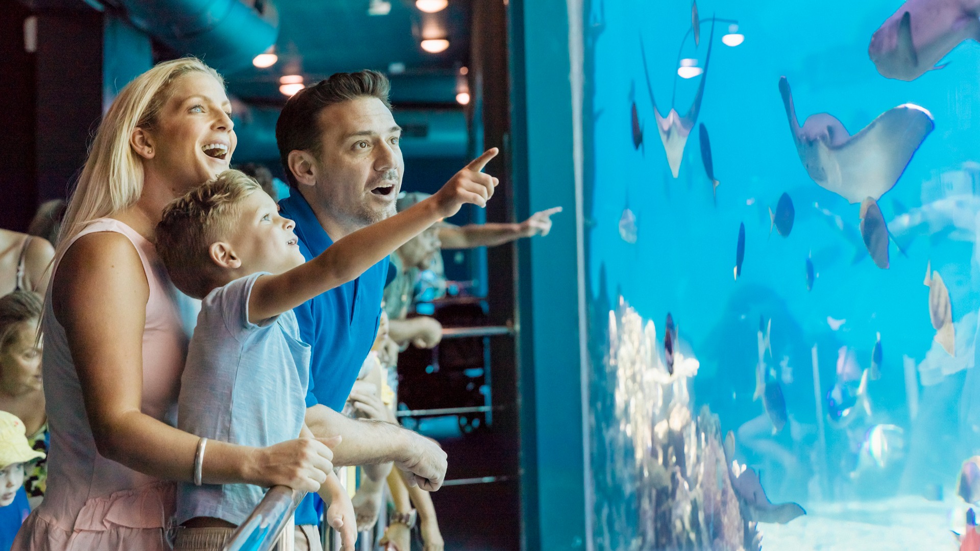 Buy Gold Coast Warner Bros. Movie World, Sea World, Paradise Country ...
