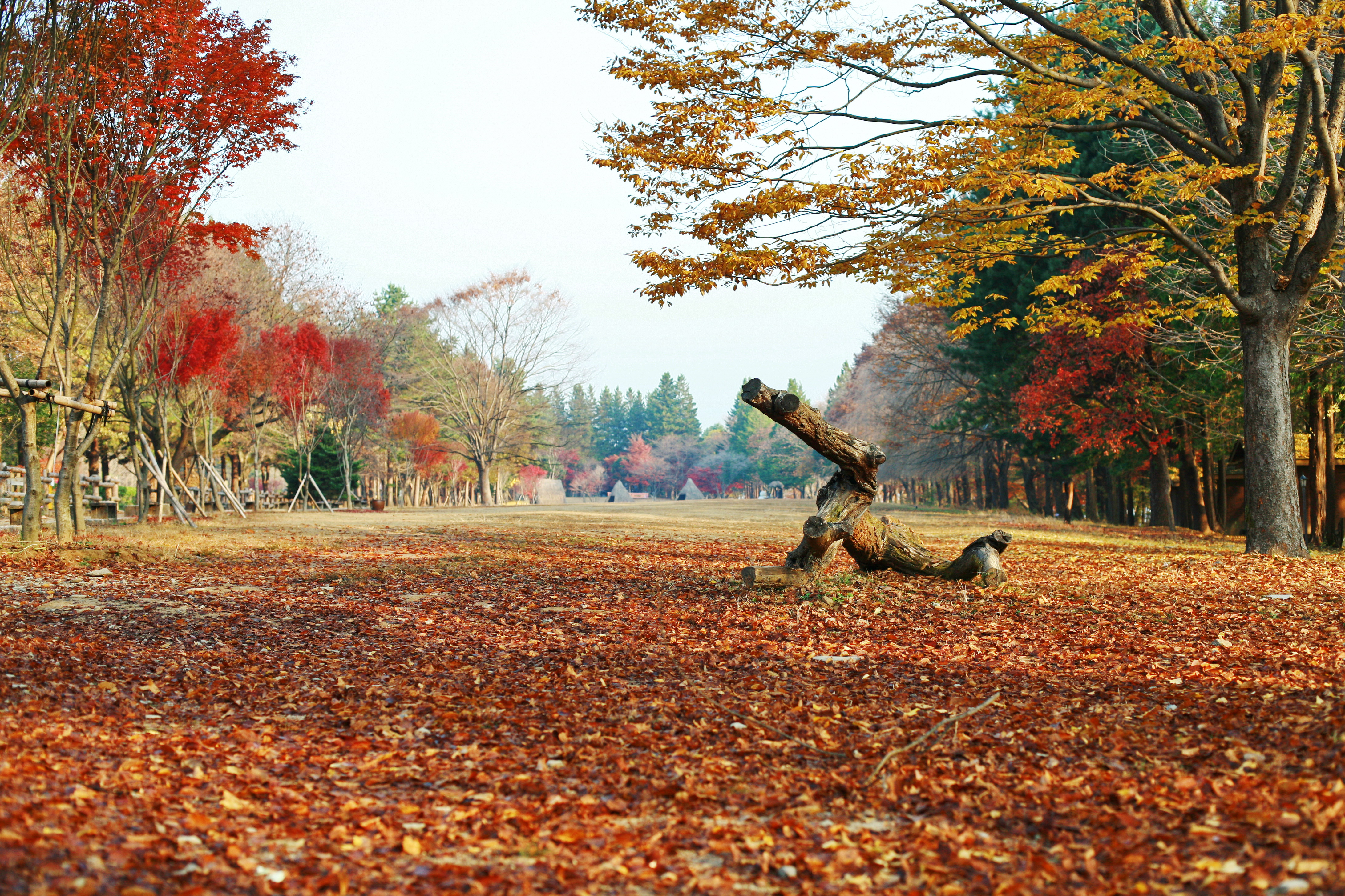 Buy Nami Island Shuttle Bus Transfers from Seoul Tickets on FunEx