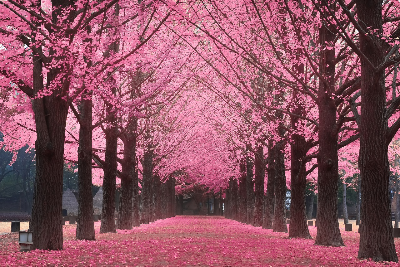 Buy Nami Island Shuttle Bus Transfers from Seoul Tickets on FunEx